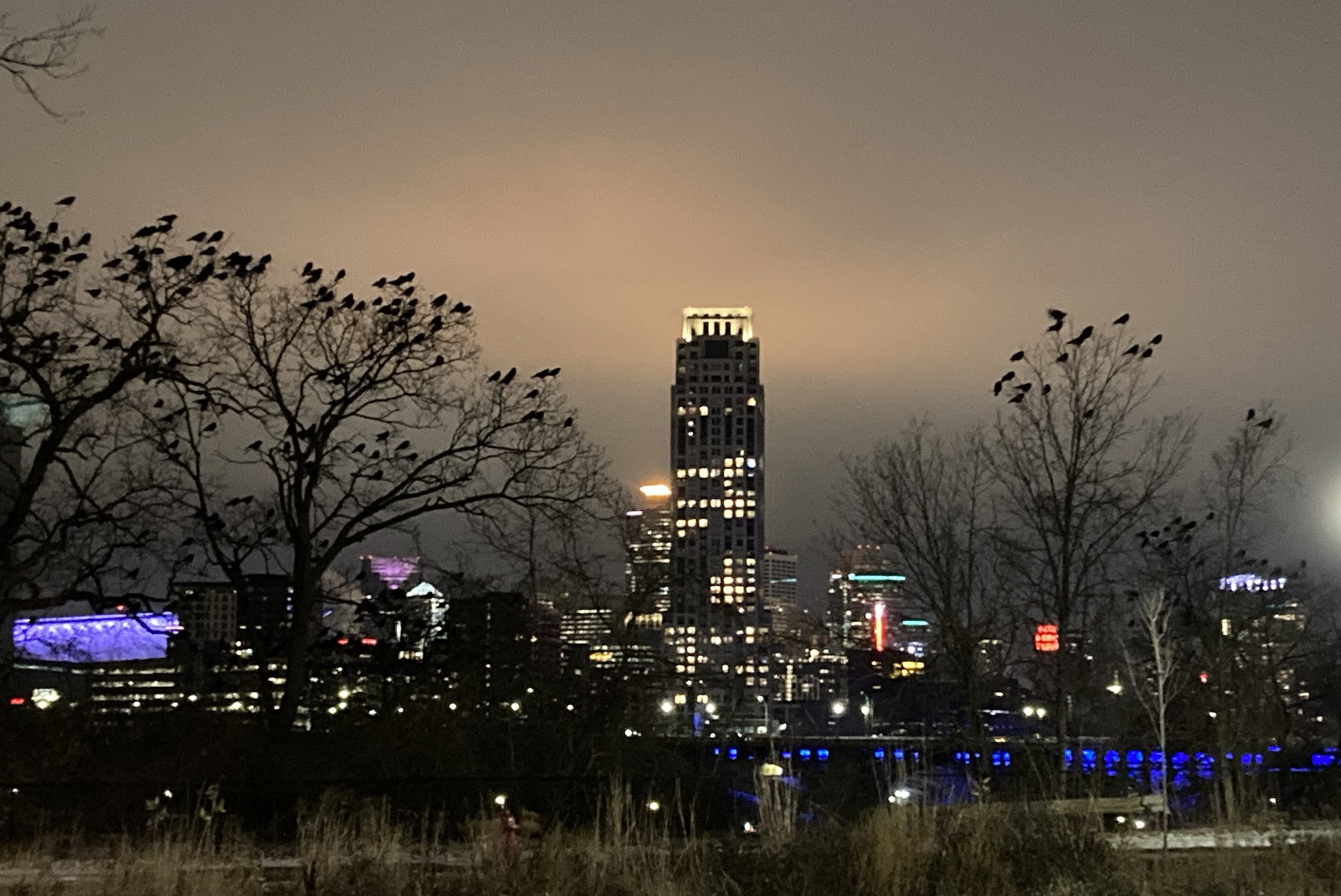 Minneapolis: Photos From the City of Crows | Crow City